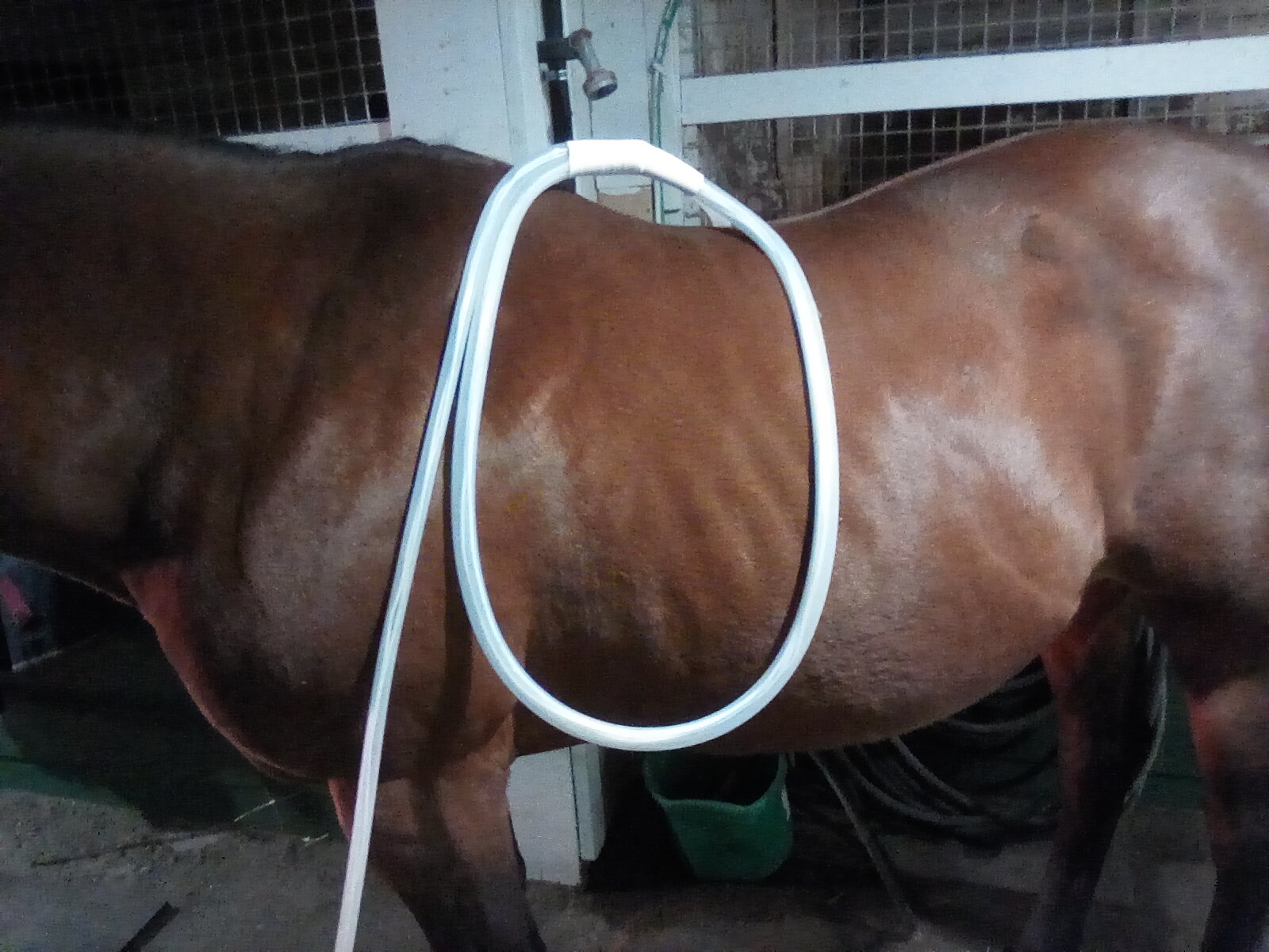 Managing Equine Back Pain: 6 Steps to a Strong, Healthy Back | Sheri ...