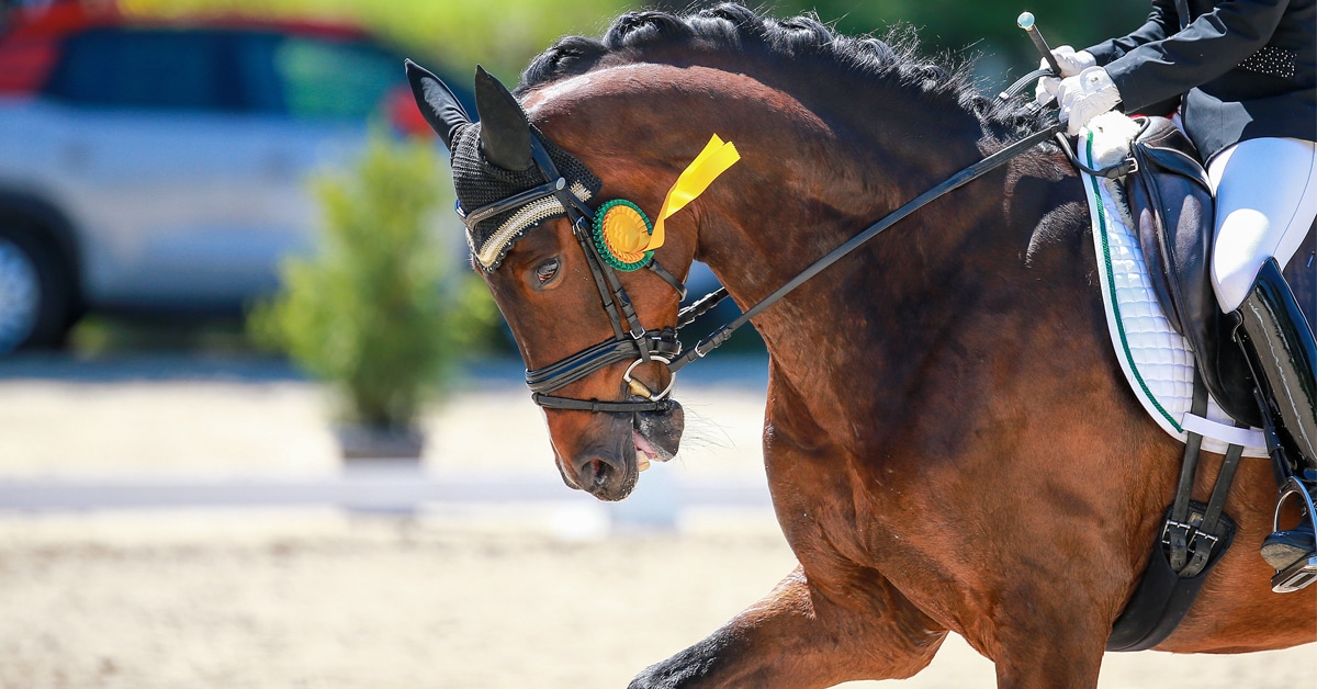 Studies Reveal Dressage Judges Reward BTV Head Carriage | Sheri Spencer ...